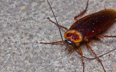 Why Cockroaches Increase In Summer And How To Remove Them - Pestex Ontario