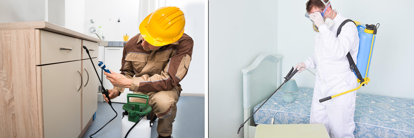 Pest & Rodent Control Services In Ontario By Pestex