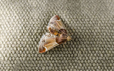 3 Signs Indicate That Your Home Is Moth Infested