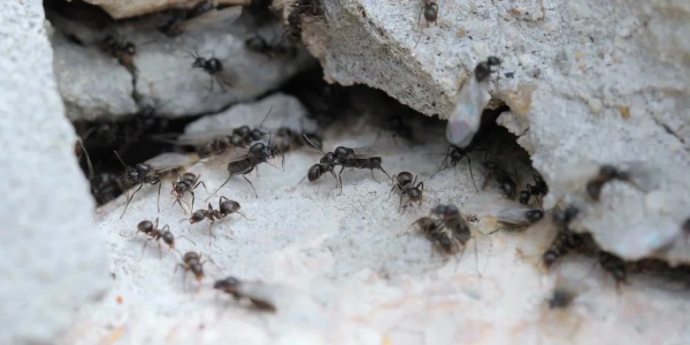 Effective, Affordable & Reliable Ant Extermination - Ant Control By Pestex
