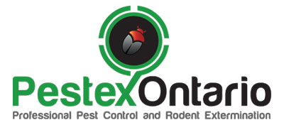 Pest Control Services in Ontario | Hamilton | Niagara | Halton