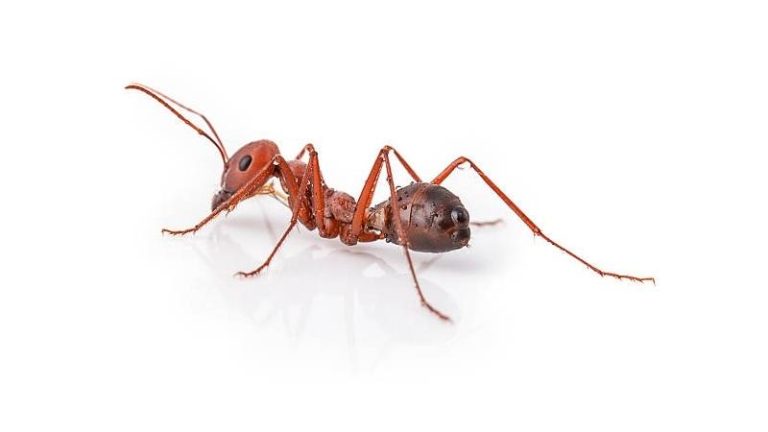 6 Common Types of Ants in Ontario & How to get rid of them